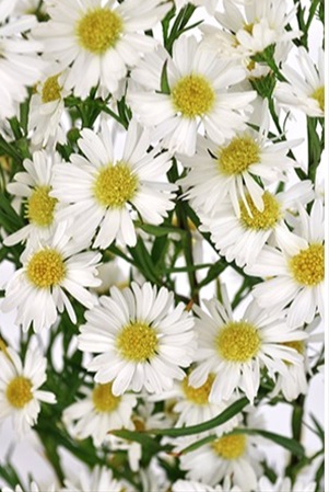 Spray Aster Carnival White - Spray Asters - Asters - Flowers by ...