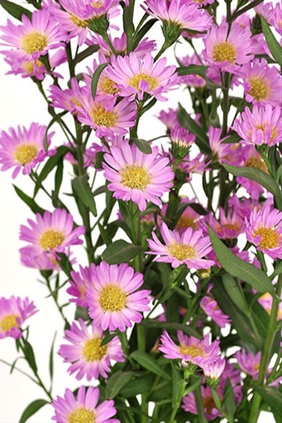 Spray Aster Carnival Pink - Spray Asters - Asters - Flowers by category ...