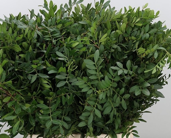 Pistashe Foliage - Europe - Greens, Foliages and Branches - Flowers by ...