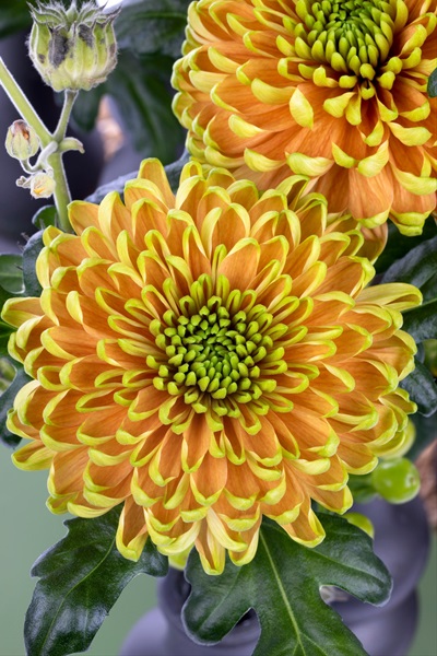 Chry Disbud Rossano Elizabeth - Disbuds/Mums - Chrysanthemum - Flowers ...