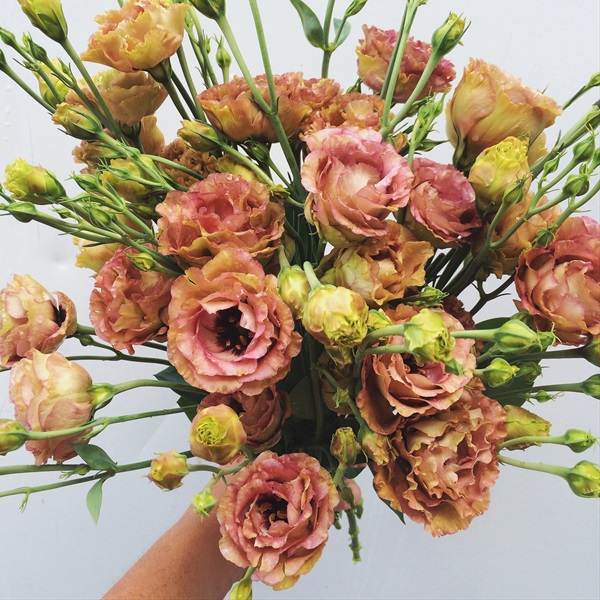 Lisianthus Roseanne, Brown - Lisianthus - Flowers and Fillers - Flowers ...