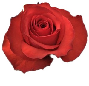 Rose Bromo - Rose Standard - Roses - Fleurs par catégorie | Sierra ...