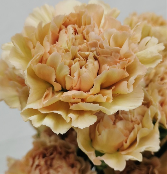 Carnation Bicolor Lege Sport - Standard Carnation - Carnations ...