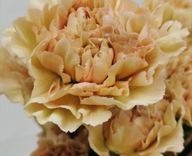 Carnation Bicolor Lege Sport - Standard Carnation - Carnations ...