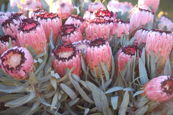 Pink Mink Protea Arrangements