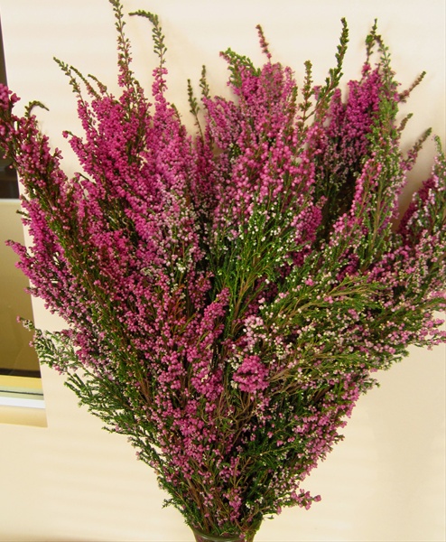 Erica Sunset - Heather (Erica) - Flowers and Fillers - Flowers by ...