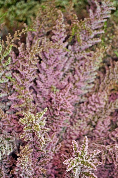 Erica Sparsa - Heather (Erica) - Flowers and Fillers - Flowers by ...