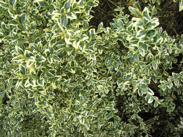 Oregonia - California Foliages - Greens, Foliages and Branches ...
