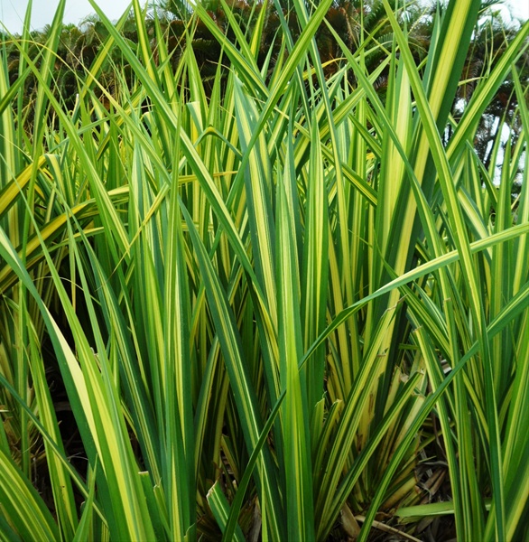 Pandanus - Tropical Foliage - Exotic Blooms and Foliages - Flowers by ...