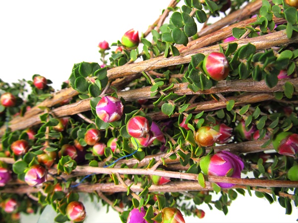 Leptospermum Blue - Leptospermum - Flowers and Fillers - Flowers by ...