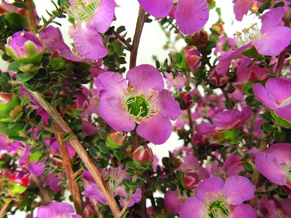 Leptospermum Blue - Leptospermum - Flowers and Fillers - Flowers by ...