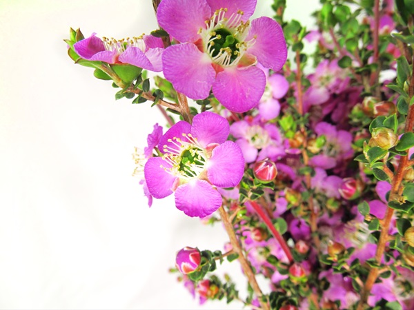 Leptospermum Blue - Leptospermum - Flowers and Fillers - Flowers by ...