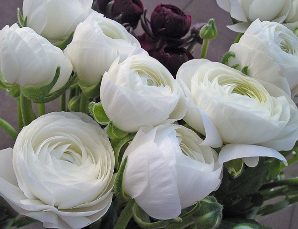 Ranunculus White - Ranunculus - Flowers and Fillers - Flowers by ...