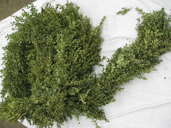 Garland Oregonia - Xmas Greens - Greens, Foliages and Branches ...