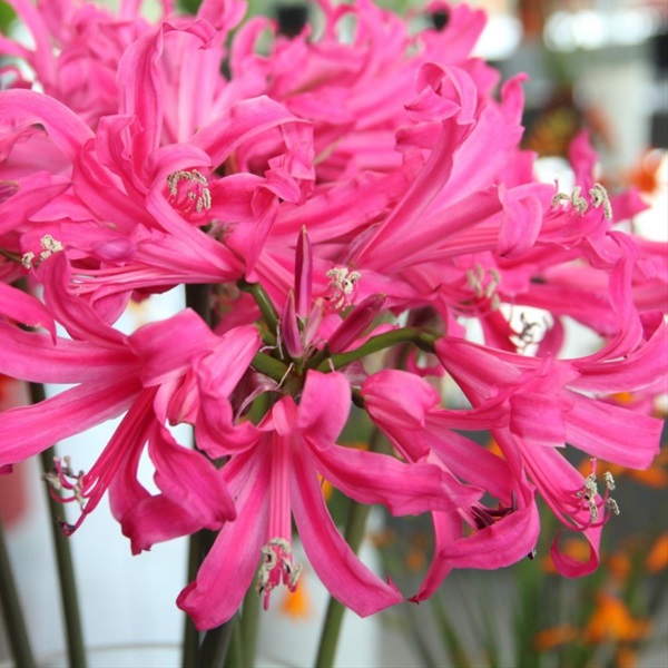 Nerine Pink - Nerine - Flowers and Fillers - Flowers by category ...