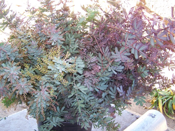 Acacia Purple - California Foliages - Greens, Foliages and Branches ...