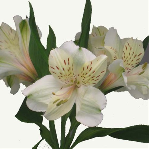 Alstro Fuji - Alstromeria - Flowers by category | Sierra Flower Finder