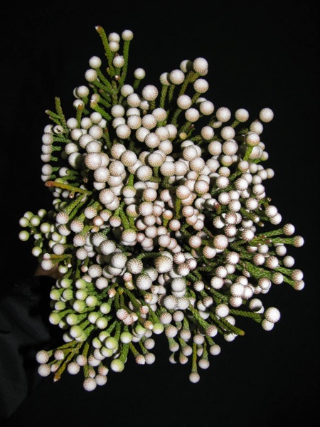 Brunia Spray Nodiflora - Brunia - Proteas and Leucadendrons - Flowers ...