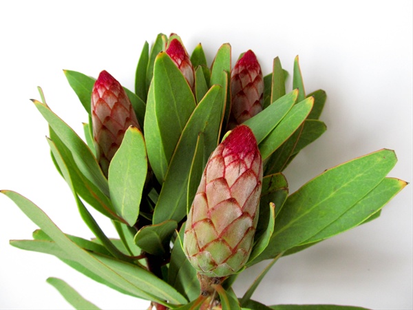 Protea Robyn - Protea - Proteas and Leucadendrons - Flowers by category ...