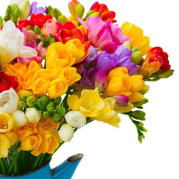 Freesia Assorted Mix - Freesia - Flowers and Fillers - Flowers by ...