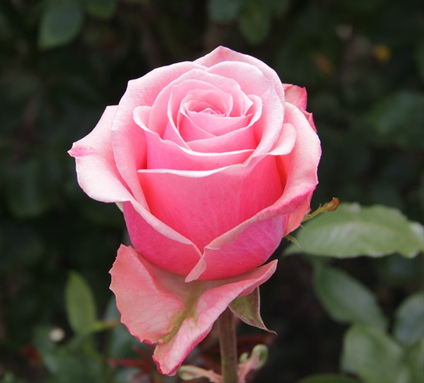 Rose Star - Standard Rose - Roses - Flowers by category | Sierra Flower ...