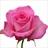 Sweet Unique - Standard Rose - Roses - Flowers by category | Sierra ...