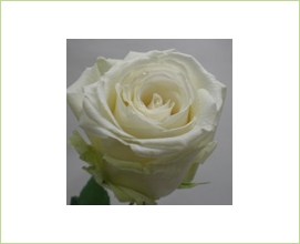 Rose White Dove - Standard Rose - Roses - Flowers by category | Sierra ...