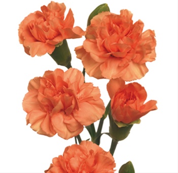 Mini Carn Lina - Mini Carnation - Carnations - Flowers by category ...