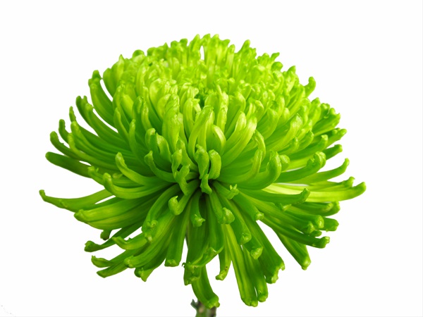 Chrys Fuji Anastasia Dark Green - Disbuds/Mums - Chrysanthemum ...