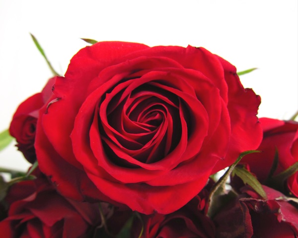 Spray Rose Mimi Scarlette - Spray Rose - Roses - Flowers by category ...
