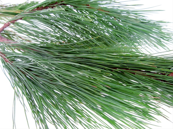 Princess Pine - Xmas Greens - Greens, Foliages and Branches - Flowers ...