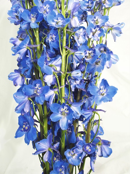 Delph Waltz Dark Blue Sea - Delphinium - Flowers and Fillers - Flowers ...
