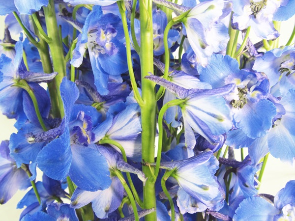 Delph Waltz Dark Blue Sea - Delphinium - Flowers and Fillers - Flowers ...