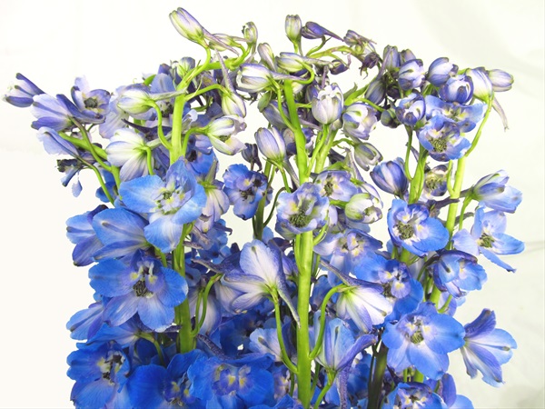 Delph Waltz Dark Blue Sea - Delphinium - Flowers and Fillers - Flowers ...