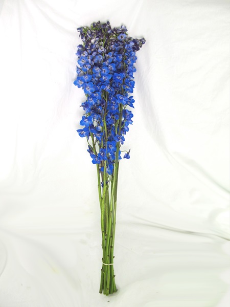 Delph Waltz Dark Blue Sea - Delphinium - Flowers and Fillers - Flowers ...