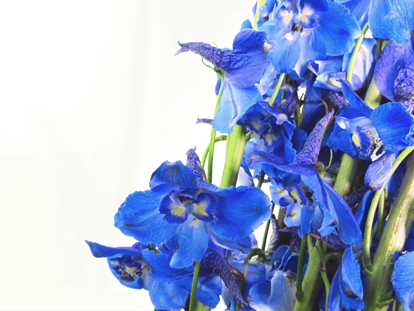Delph Waltz Dark Blue Sea - Delphinium - Flowers and Fillers - Flowers ...