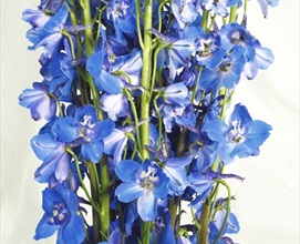 Delph Waltz Dark Blue Sea - Delphinium - Flowers and Fillers - Flowers ...