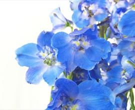 Delph Waltz Dark Blue Sea - Delphinium - Flowers and Fillers - Flowers ...