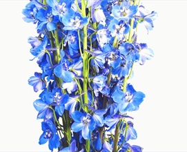 Delph Waltz Dark Blue Sea - Delphinium - Flowers and Fillers - Flowers ...