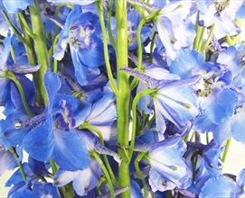 Delph Waltz Dark Blue Sea - Delphinium - Flowers and Fillers - Flowers ...