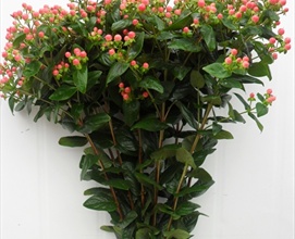 Hypericum Blushing Coral Romance - Hypericum - Flowers and Fillers ...