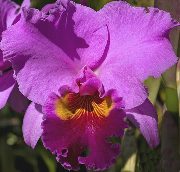 Cattleya Orchid Flower