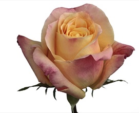 Rose Geisha - Standard Rose - Roses - Flowers by category | Sierra ...