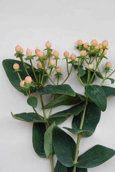 Hypericum Mellow Romance - Hypericum - Flowers and Fillers - Flowers by ...