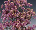 Hybrid Limonium - Limonium - Flowers by category | Sierra Flower Finder