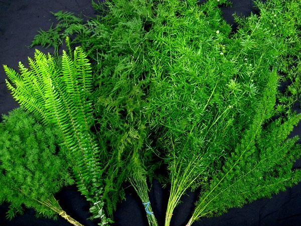 Frond Foliage Mix - Florida Greens - Greens, Foliages and Branches ...