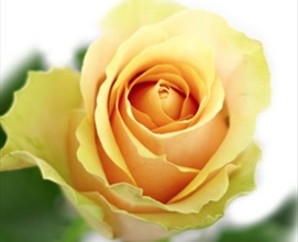 Rose Nectarine - Standard Rose - Roses - Flowers by category | Sierra ...