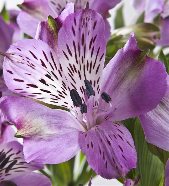 purple peruvian lillies | Alstroemeria, Peruvian lilies, Alstromeria