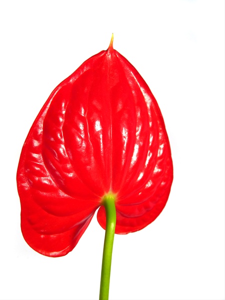 Anthurium Red Ruby - Anthurium - Exotic Blooms and Foliages - Flowers ...