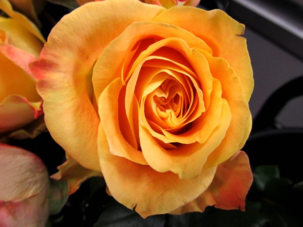 Rose Turtle - Standard Rose - Roses - Flowers by category | Sierra ...